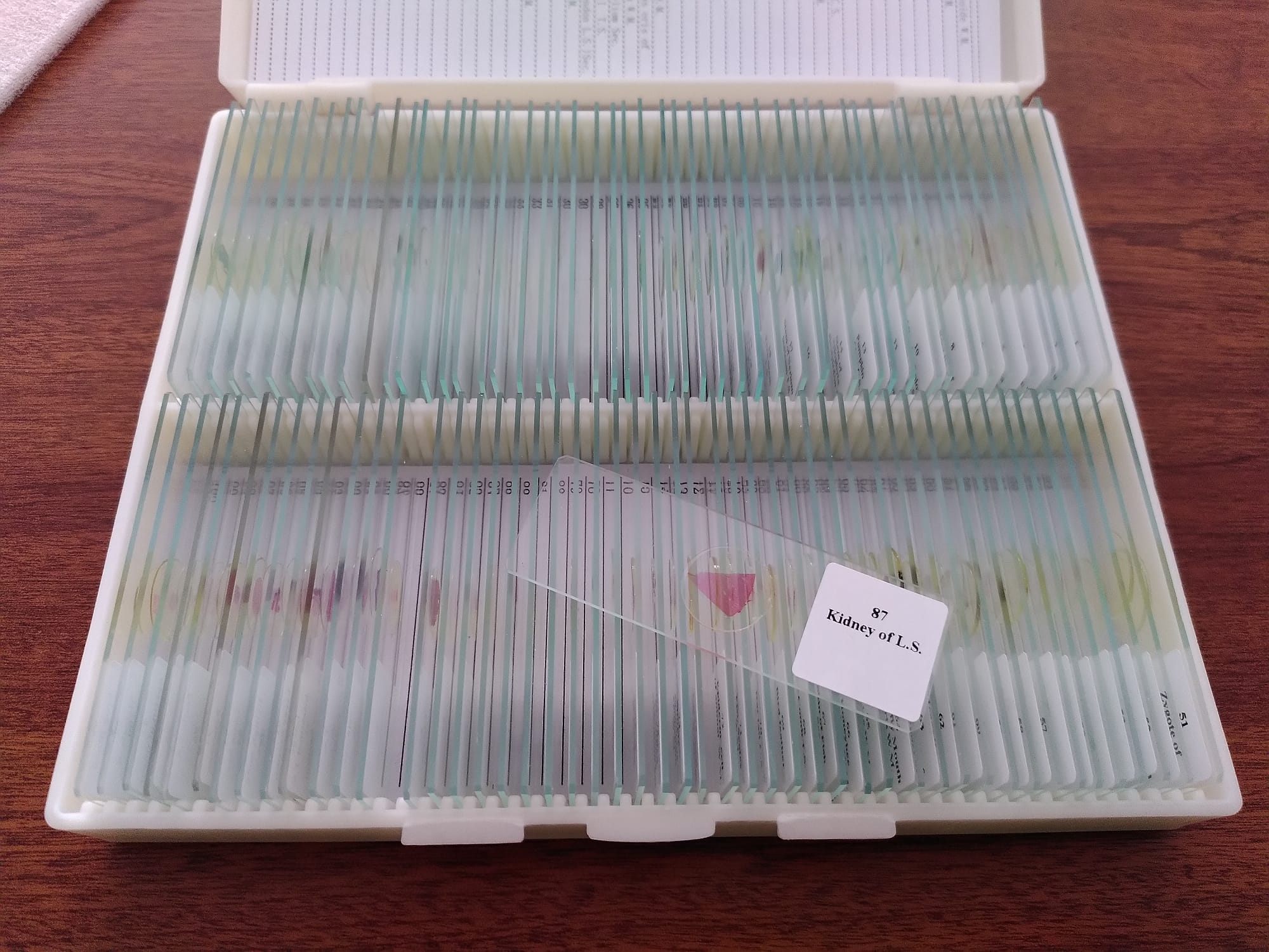 STEAM Lab: Muestras para microscopios